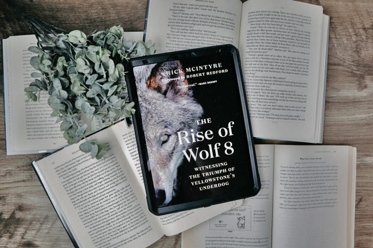 Rise of Wolf 8 – Review of Yellowstone's Wolf Reintroduction in the 90s