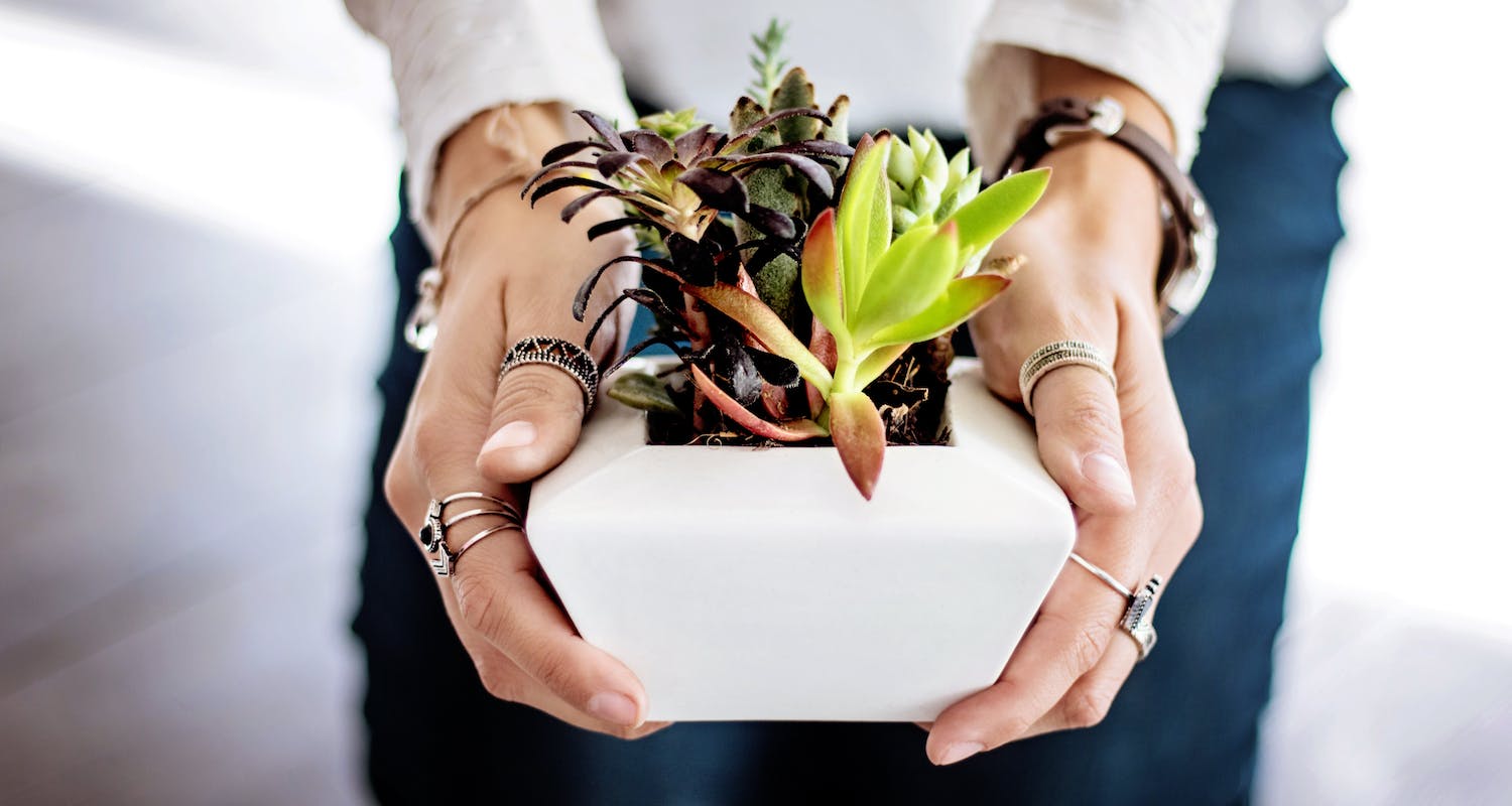 57 Succulent Quotes & Captions For Plant Lovers